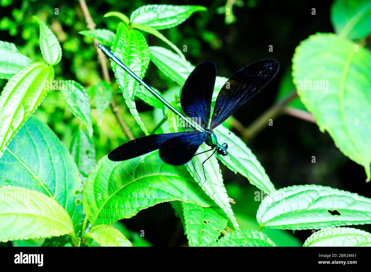 Dragon hopper hi-res stock photography and images - Alamy