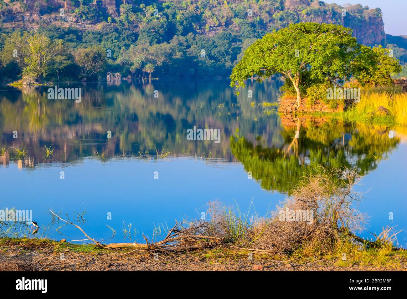Inside view of RANTHAMBORE National Park, India Asia. Extreme danger ...