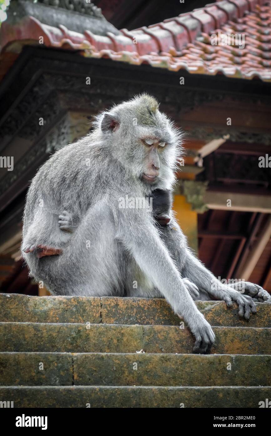 Monkeys on a temple roof in the sacred Monkey Forest, Ubud, Bali ...