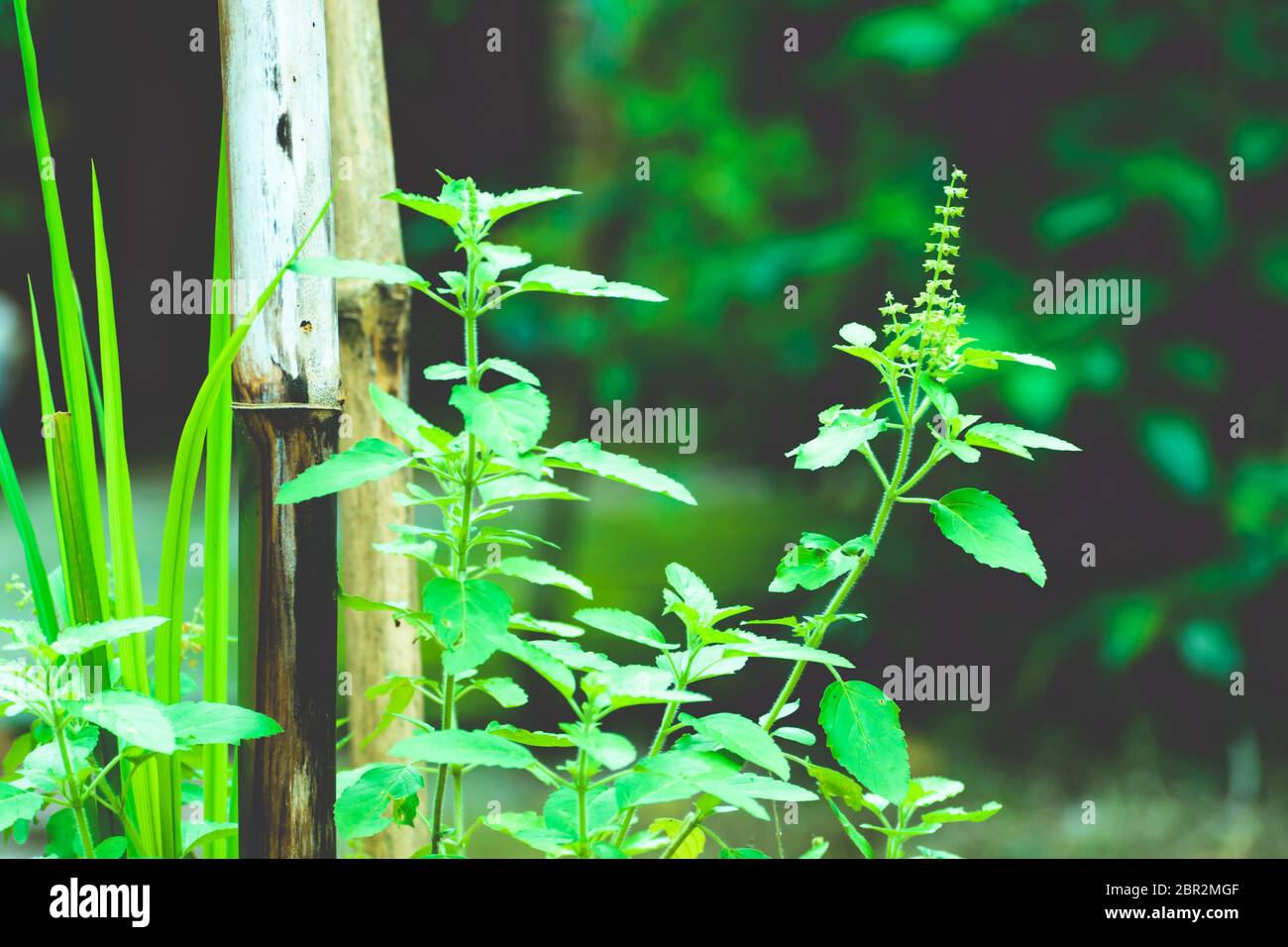 Krishna thulasi hi-res stock photography and images - Alamy