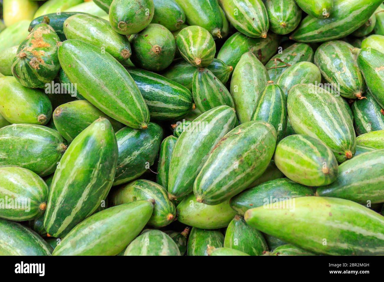 Indian vegetable-pointed gourd it is often called green potato Stock ...