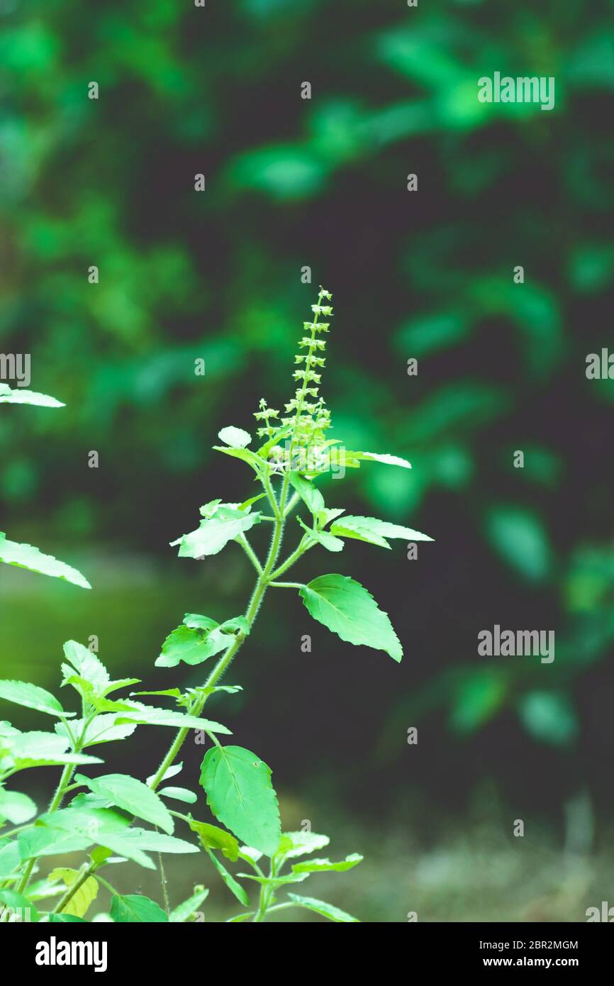 Tulasi green tree plant (also spelled Thulasi or Tulsi) taken in nature ...