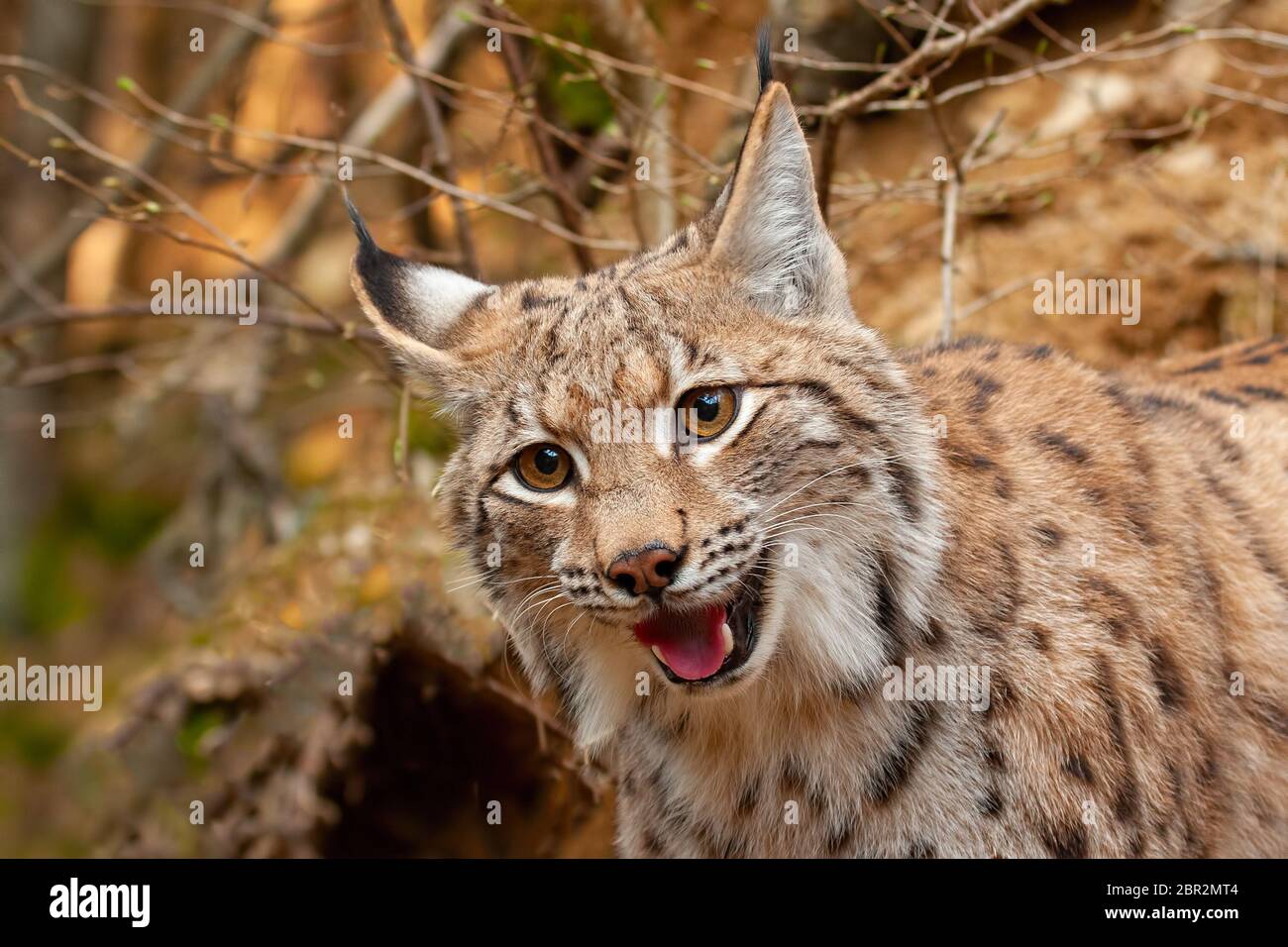 Detail of eurasian lynx looking down searching for prey with mouth open ...