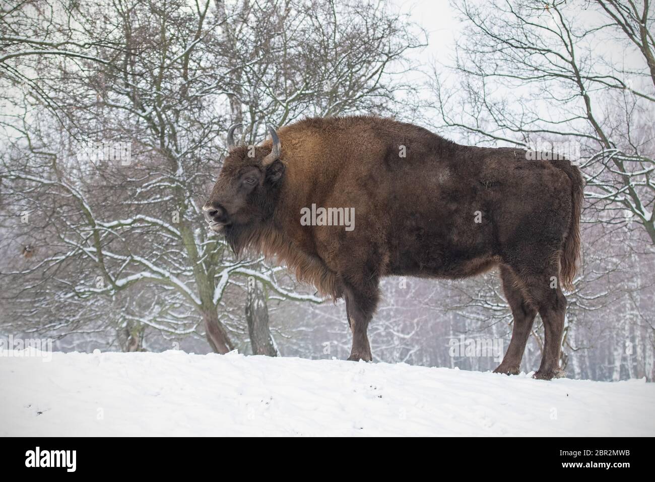 European bison, bison bonasus, in the forest with snow. Young wisnet in ...
