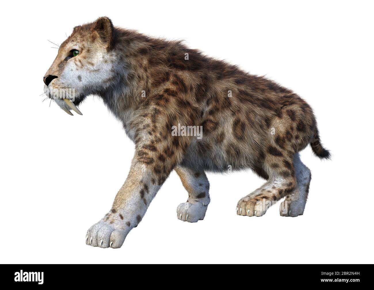 3D rendering of a sabertooth tiger on white Stock Photo - Alamy