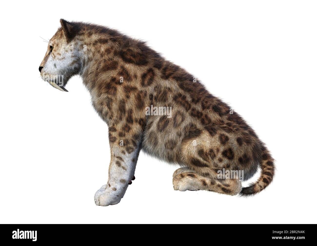 3D rendering of a sabertooth tiger on white Stock Photo - Alamy