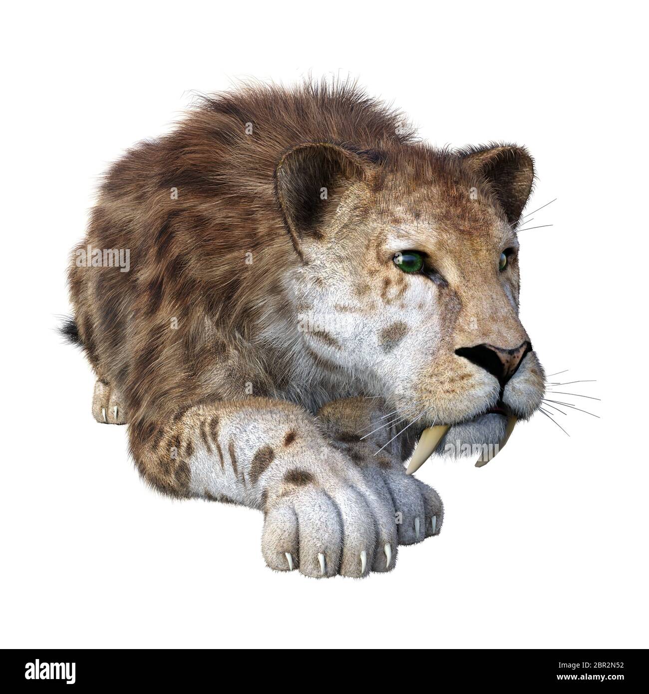 3D rendering of a sabertooth tiger on white Stock Photo - Alamy