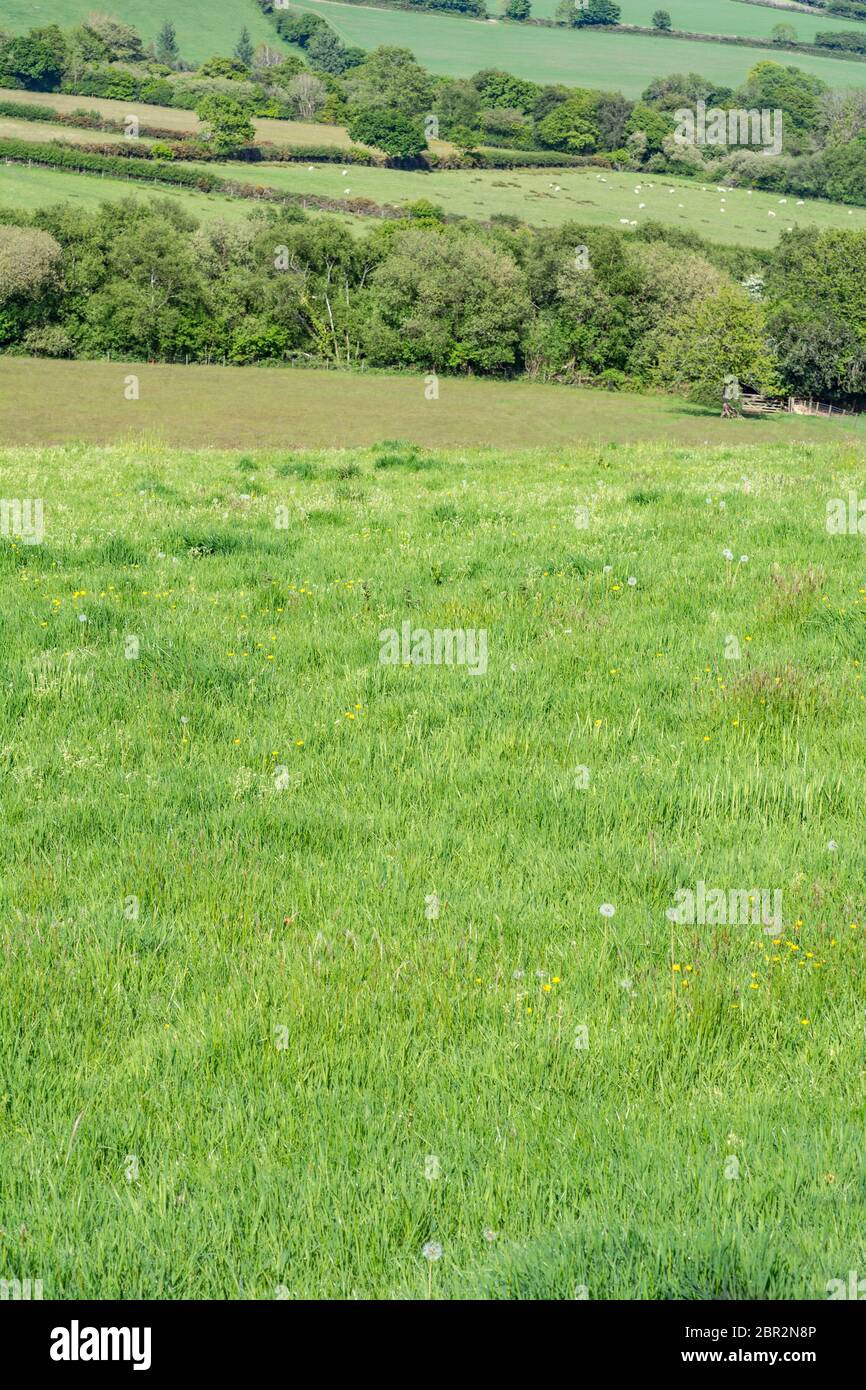 Grass pasture / grassy grazing ground with common UK agricultural weeds ...