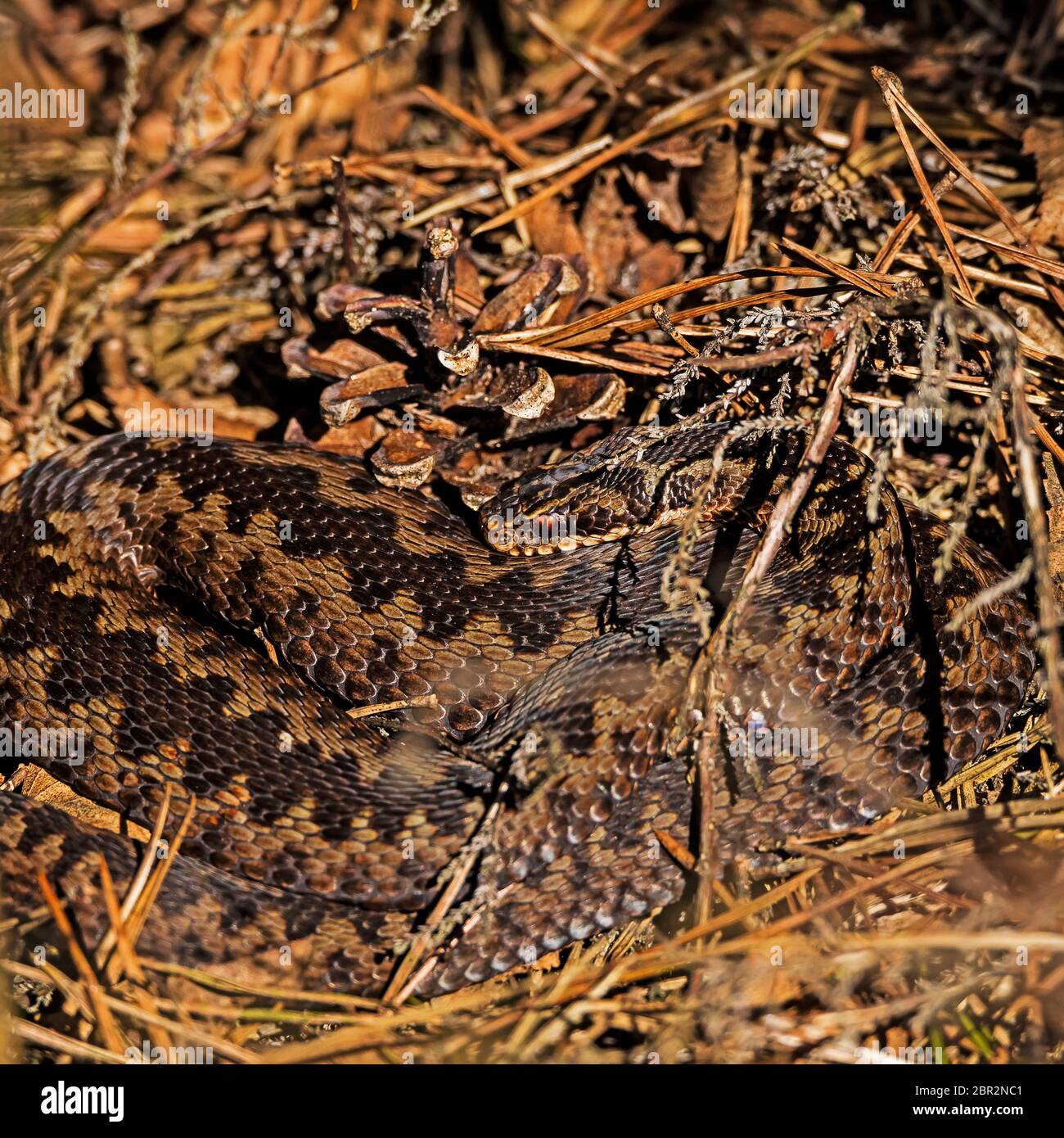 Adder sign hi-res stock photography and images - Alamy