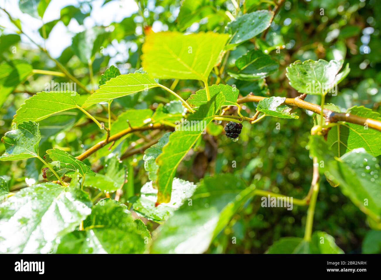 Close-up mulberry tree branch with a lonely berry Stock Photo - Alamy