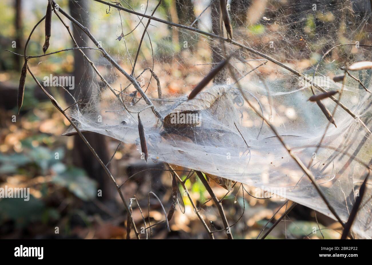 Spider and Cobweb in Forest with Dried Tree Branch and Leaves. Forest ...