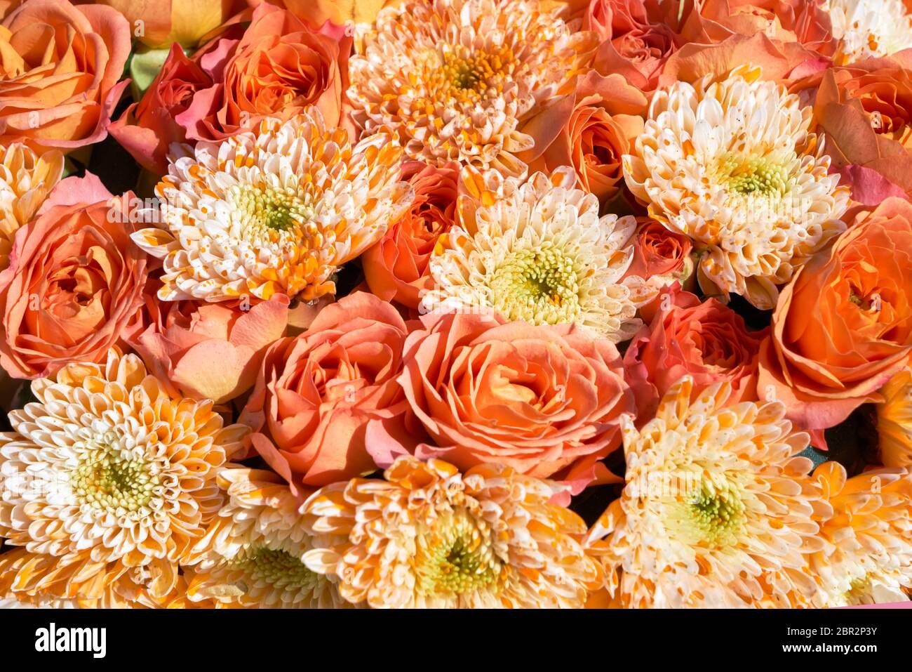Beautiful orange flowers background. Aster flowers, Top view Stock ...