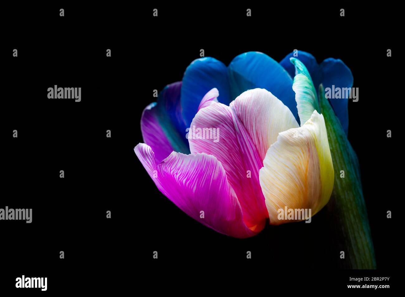 A colorful rainbow tulip Stock Photo - Alamy