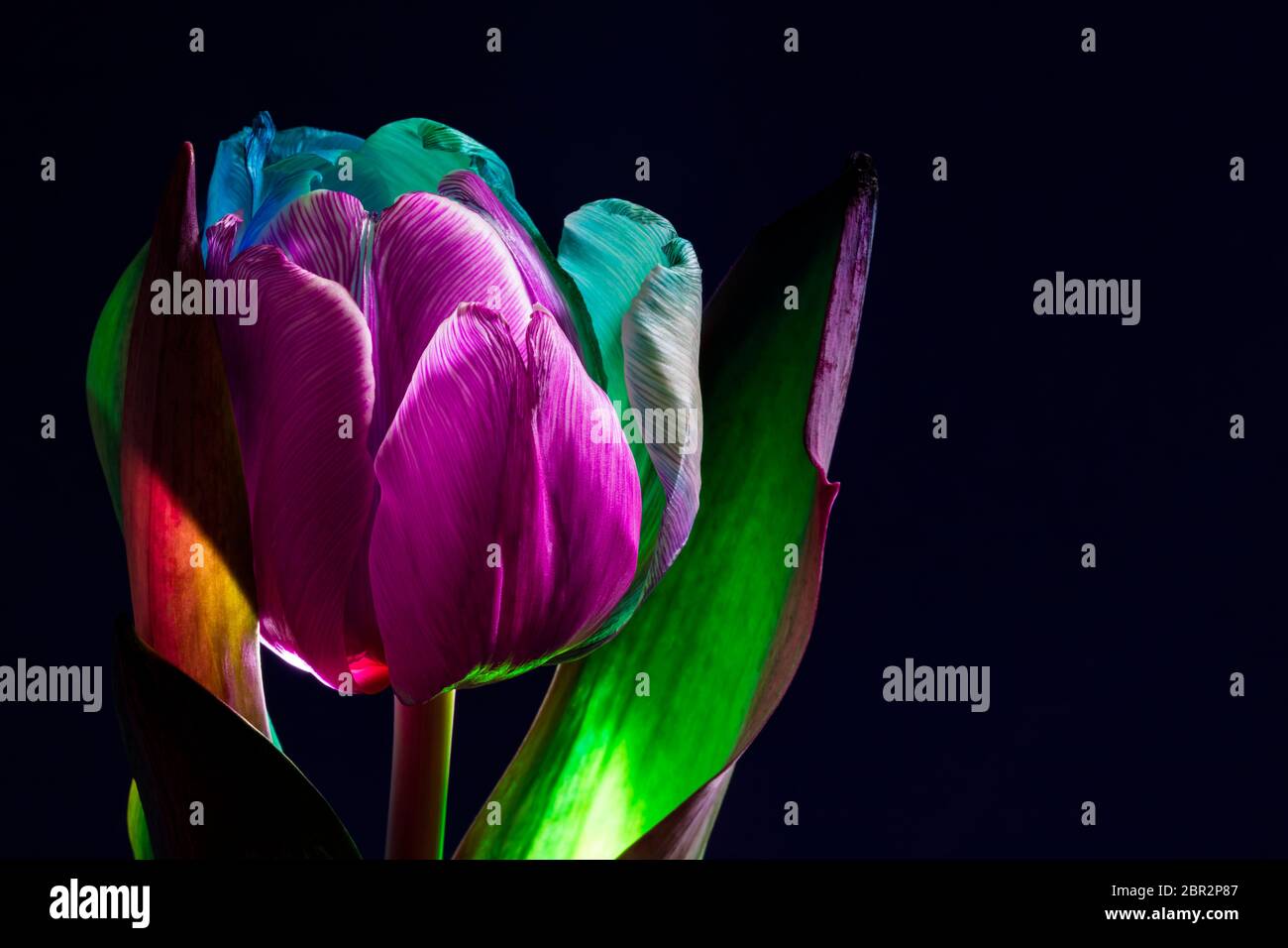 A colorful rainbow tulip Stock Photo - Alamy