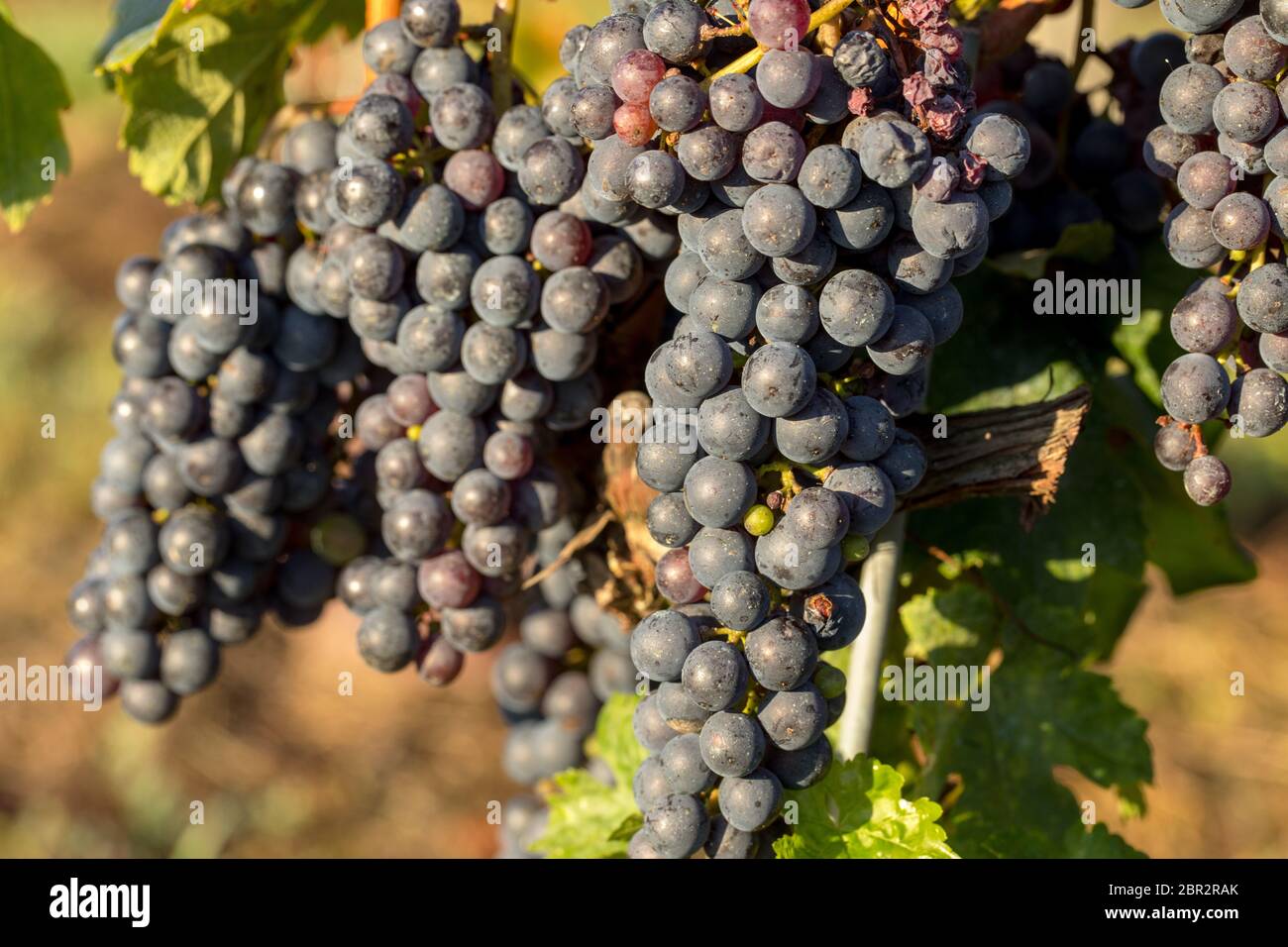Close up of red merlot grapes in vineyard. Medoc, Gironde, Aquitaine ...