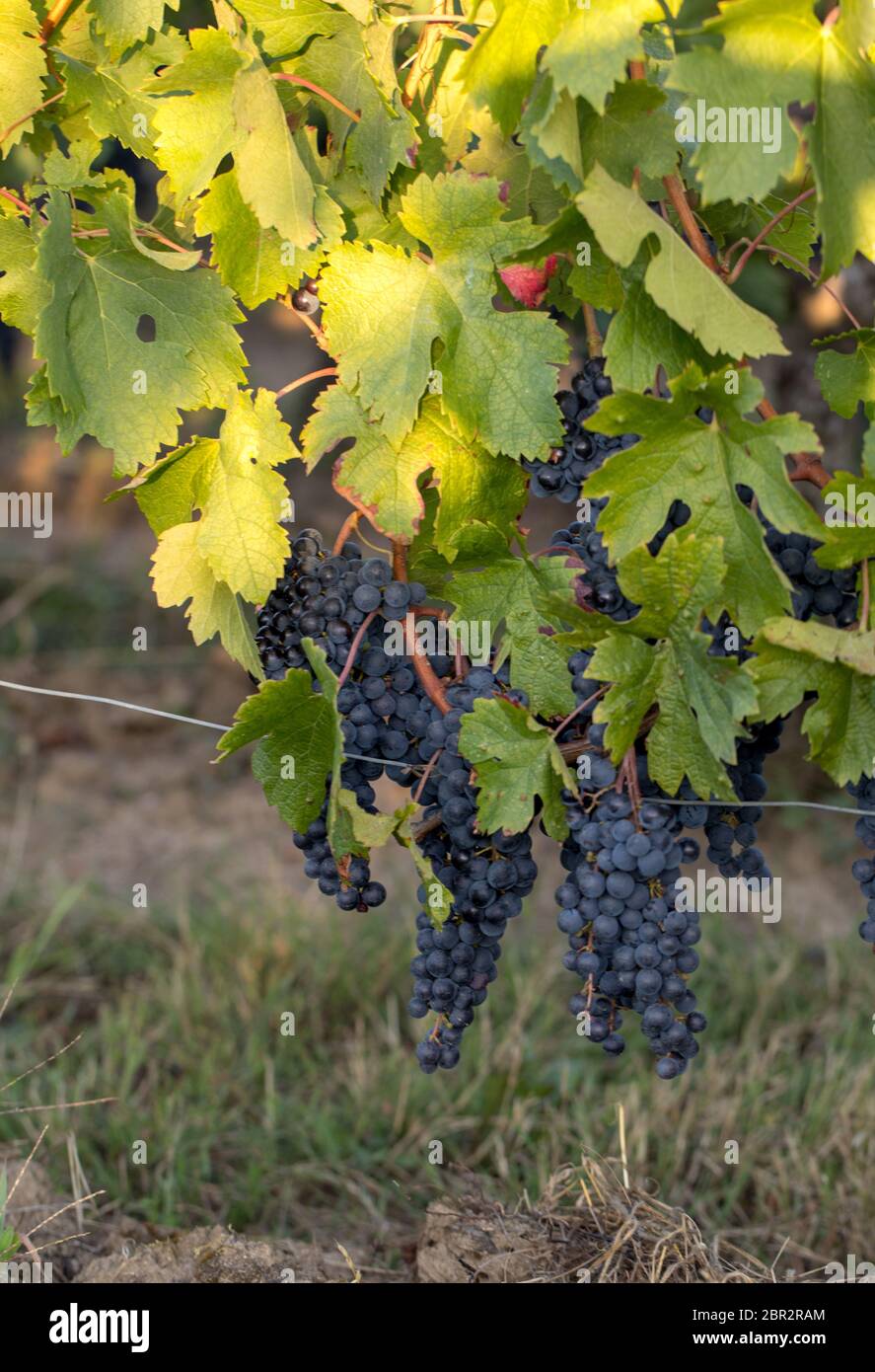 Red wine grapes ready to harvest and wine production. Saint Emilion ...
