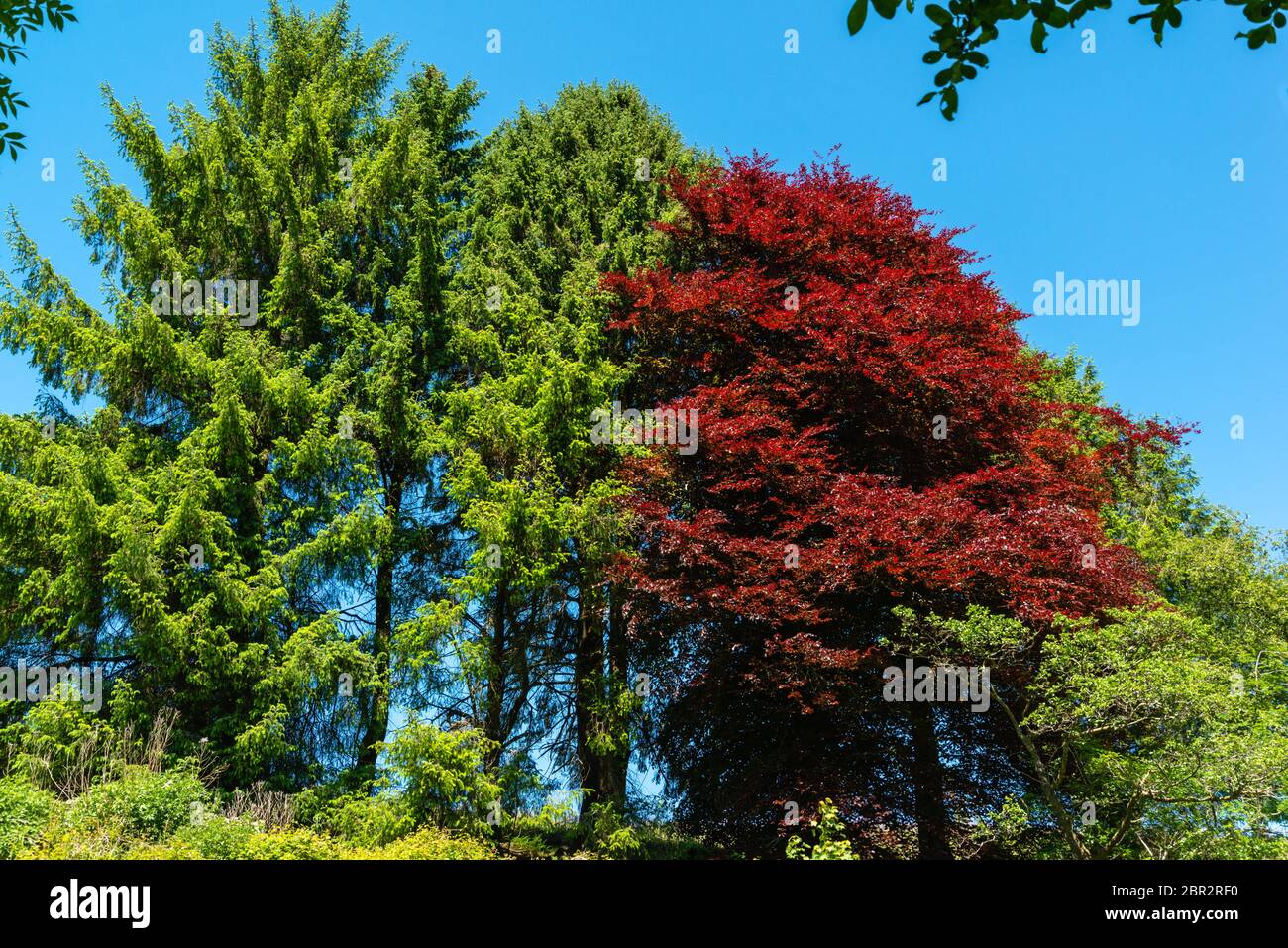 Green foliage on trees hi-res stock photography and images - Alamy