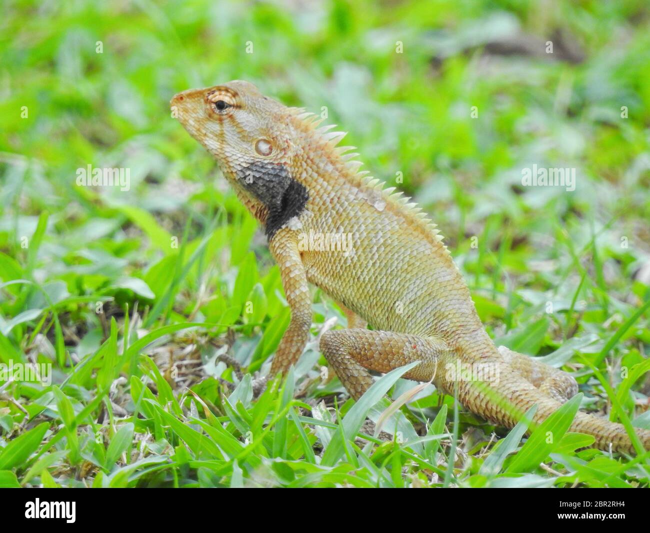 Oriental Garden Lizard sitting on the green grass Stock Photo - Alamy
