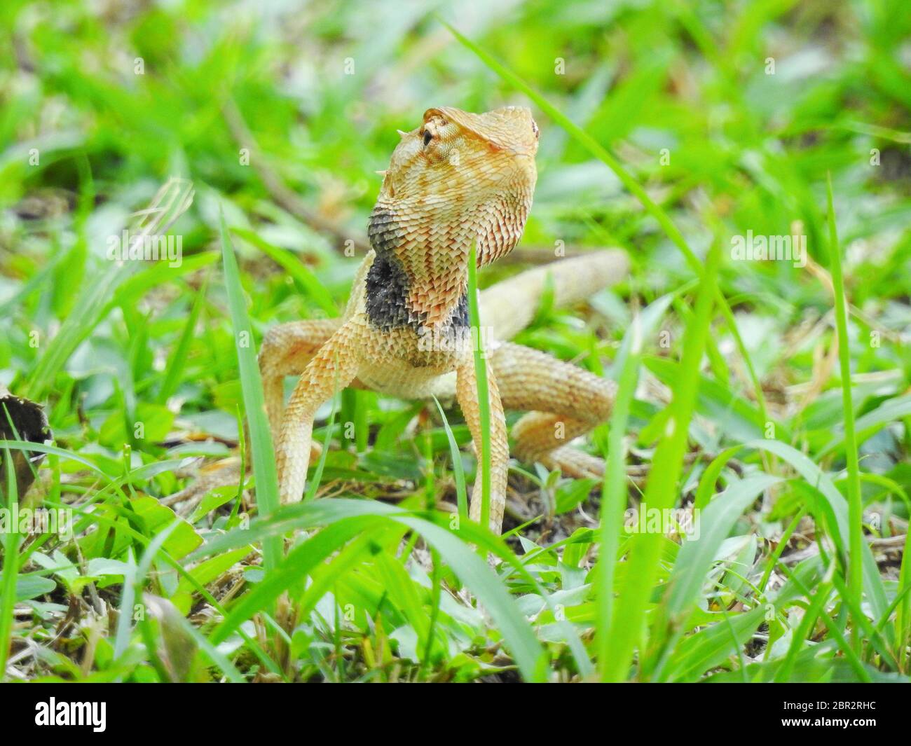 Oriental Garden Lizard sitting on the green grass Stock Photo - Alamy