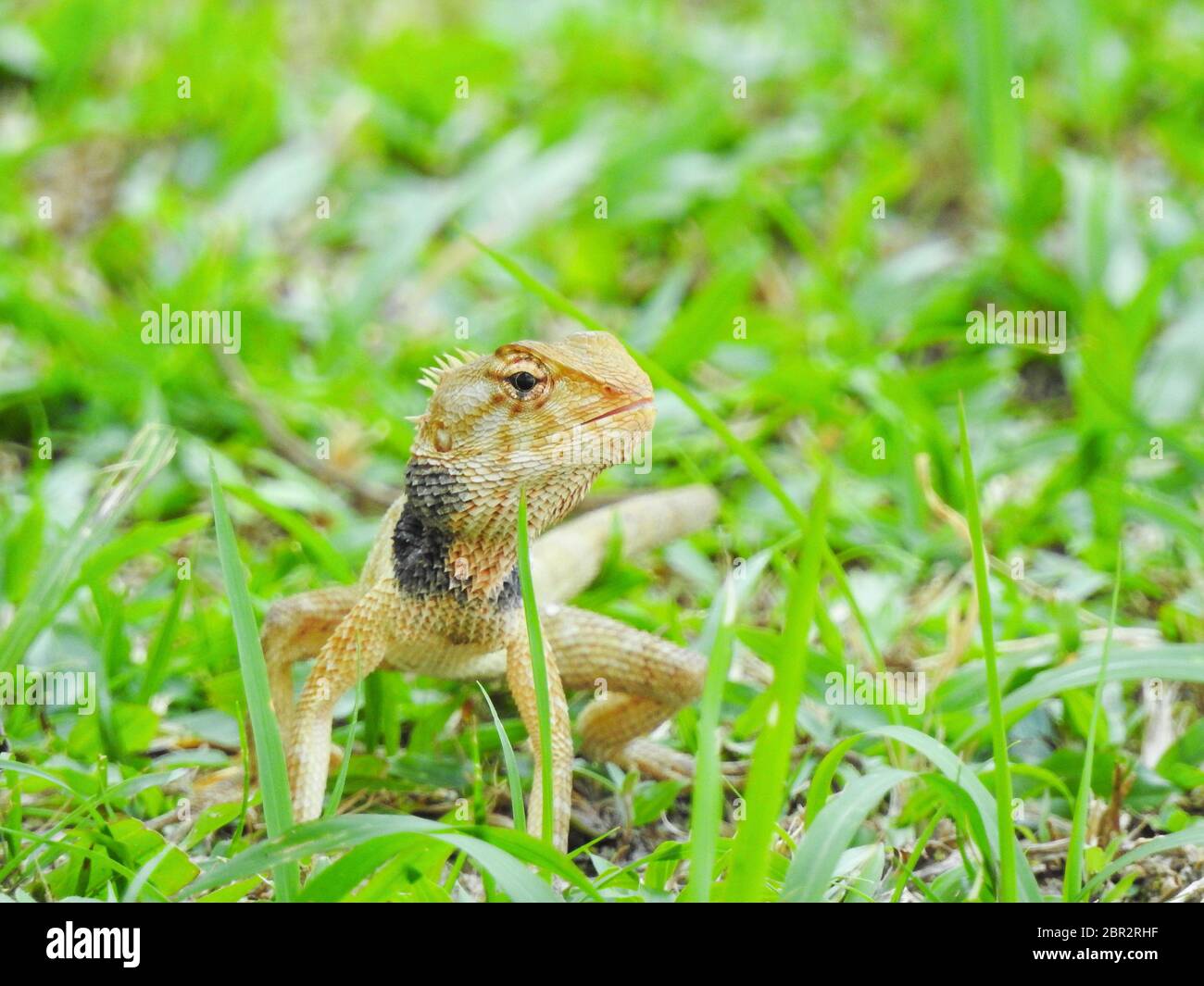 Oriental Garden Lizard sitting on the green grass Stock Photo - Alamy