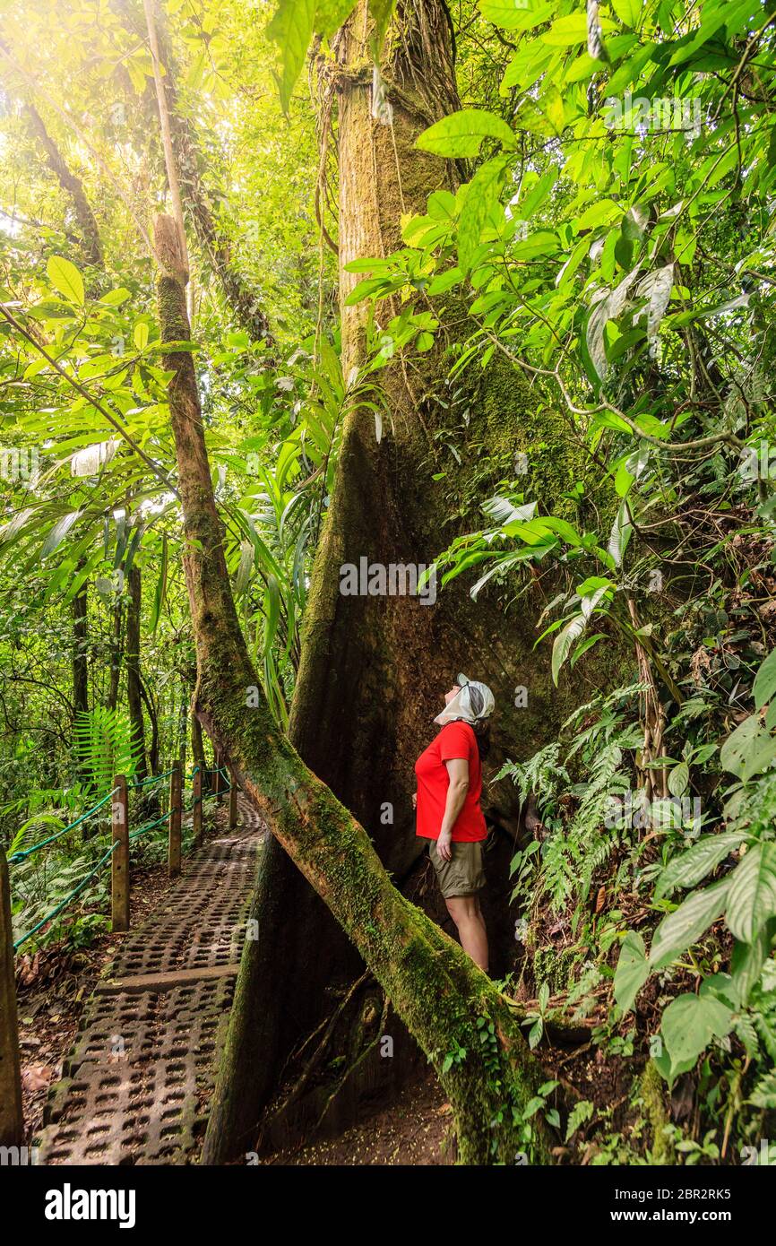 Woman is standing under a Matapalo tree on a trail through Arenal ...