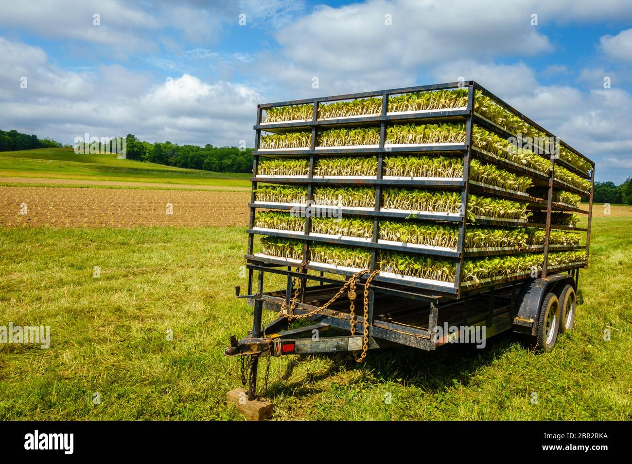 Trailer with tobacco sprouts ready for planting Stock Photo - Alamy