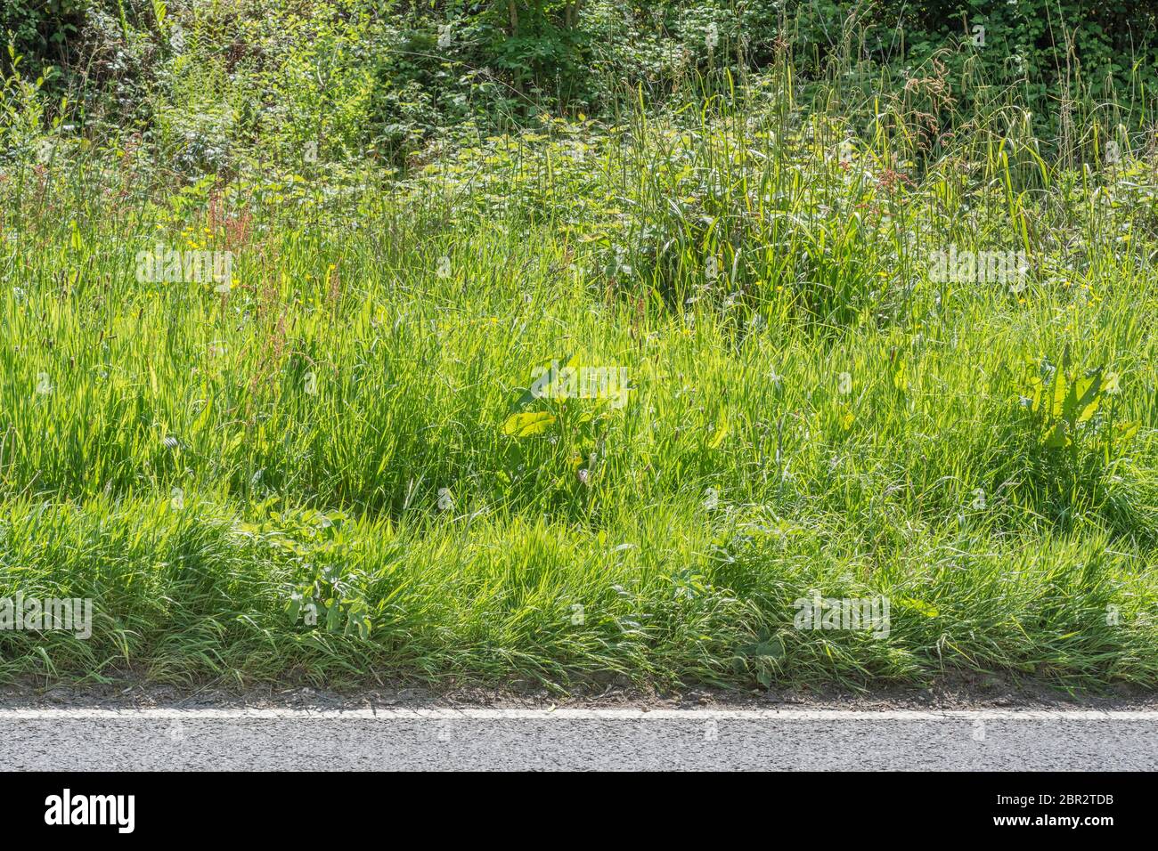 Mass of roadside weeds engulfing the grass verge of a rural country ...