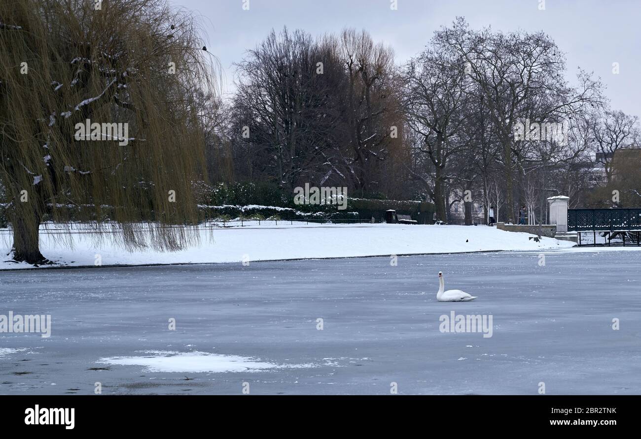 Swan on the frozen lake in the snow park Stock Photo - Alamy