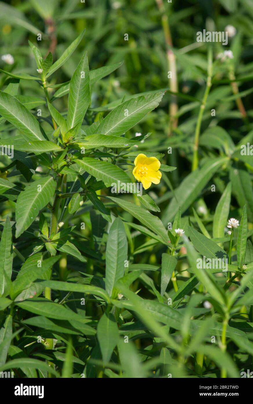 Pretty, yellow marsh marigold flowers growing in lush, green foliage ...