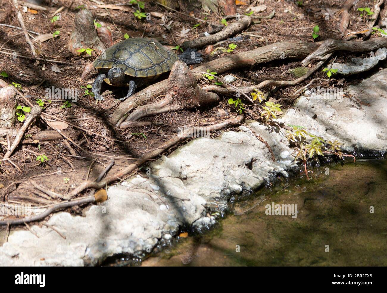 One turtle in the distance near a pond bank Stock Photo - Alamy