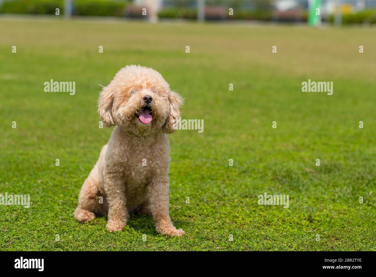 Toy poodle small poodle sit hi-res stock photography and images - Alamy