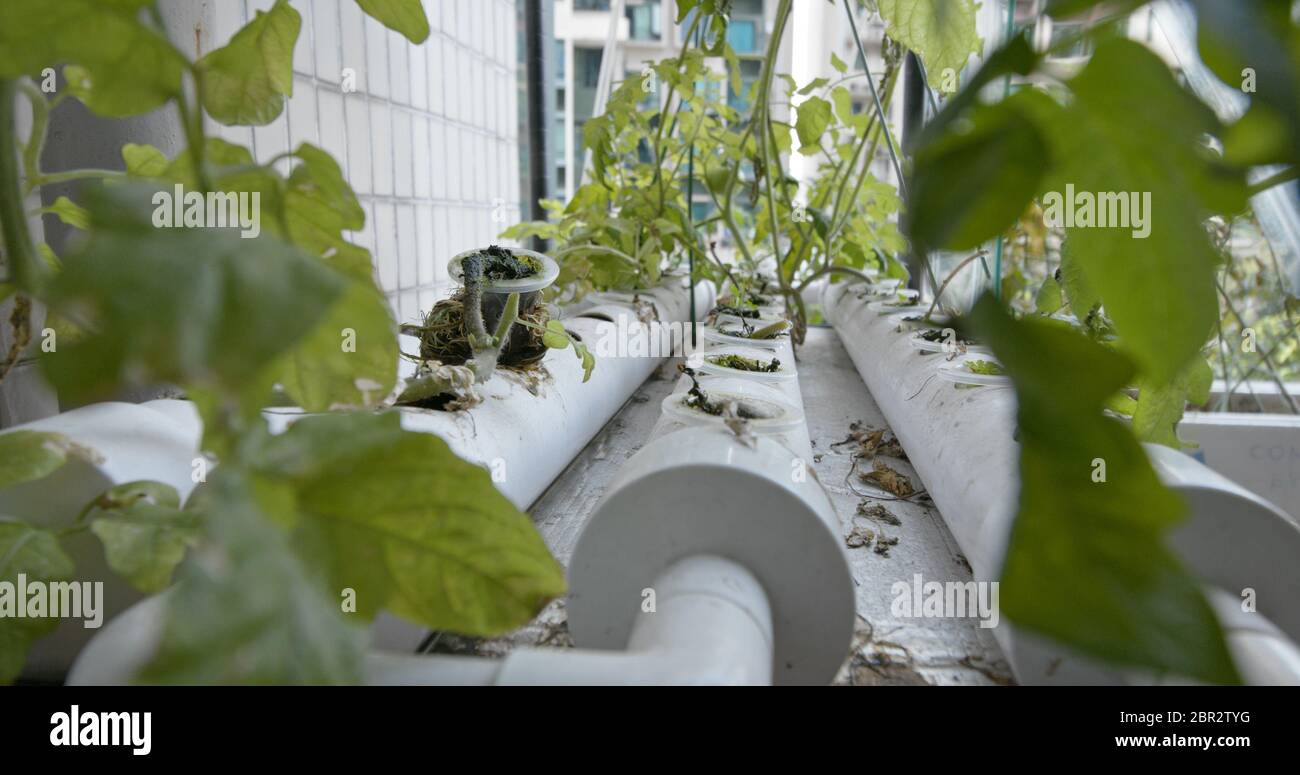 Water pipe farm of tomato Stock Photo - Alamy