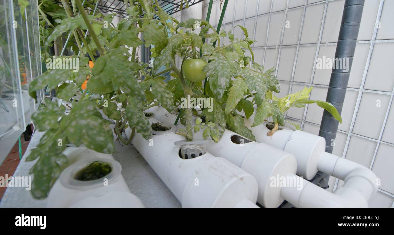 Water pipe farm of tomato Stock Photo - Alamy