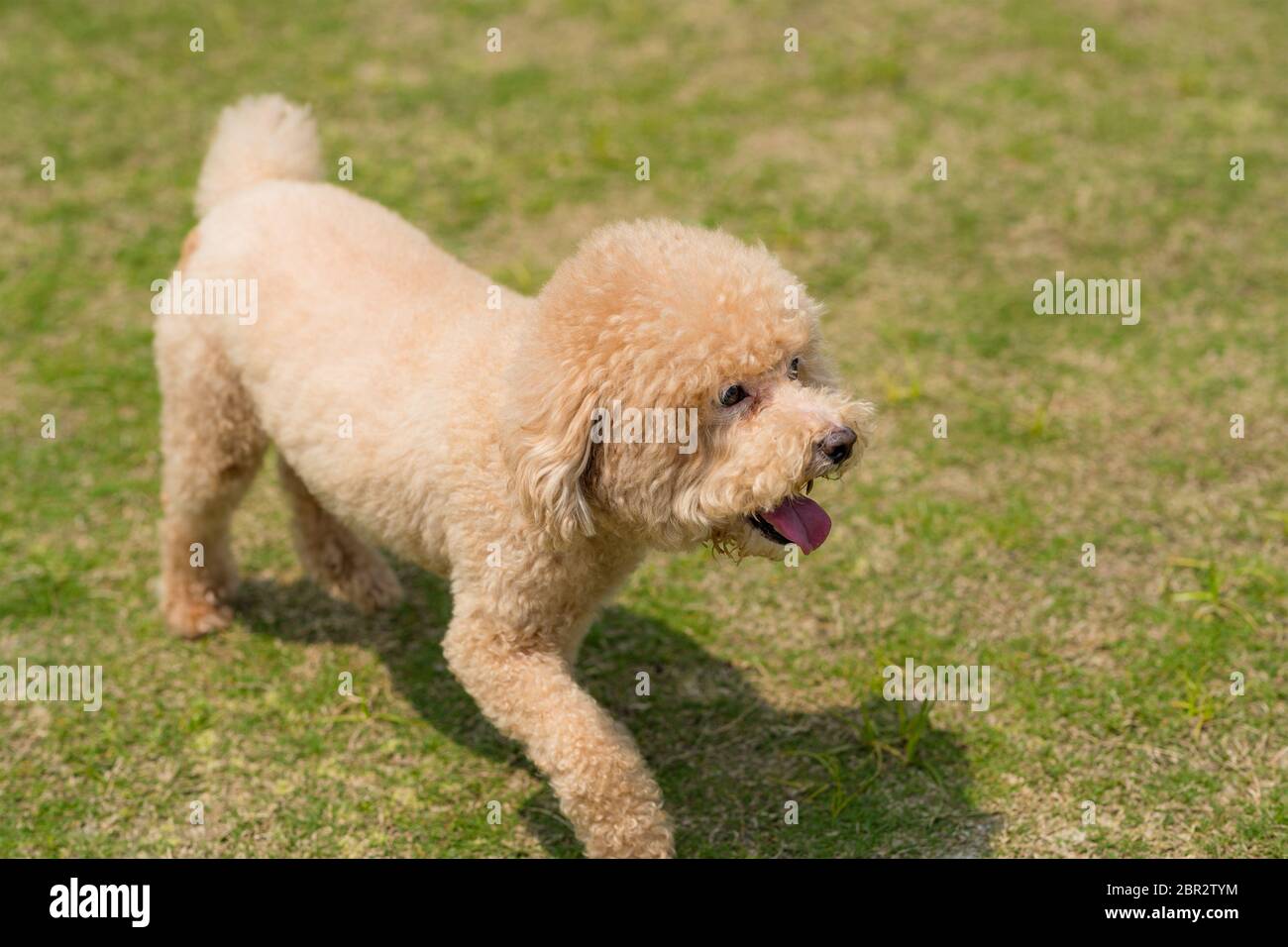 Dog poodle run in the park Stock Photo - Alamy