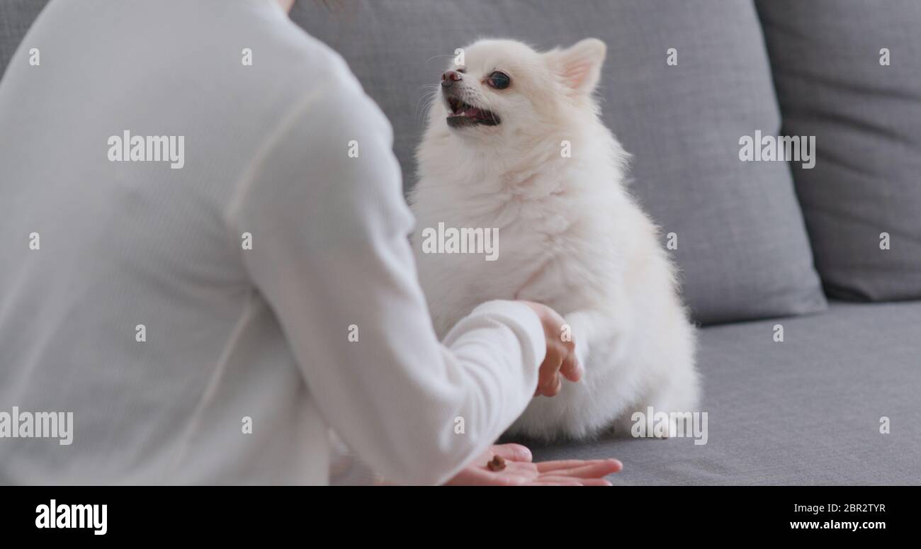 Pet owner training on her Pomeranian dog Stock Photo - Alamy