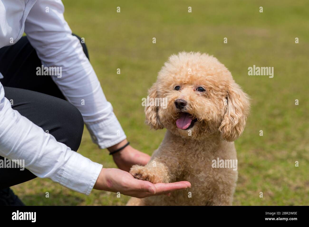 Dog owner hand shake hi-res stock photography and images - Alamy