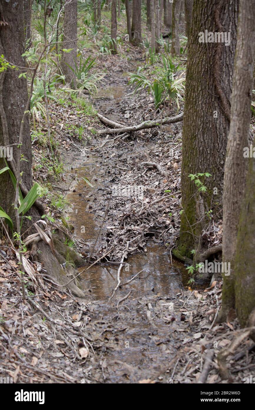 Small water slough of stagnant water in the forest Stock Photo - Alamy