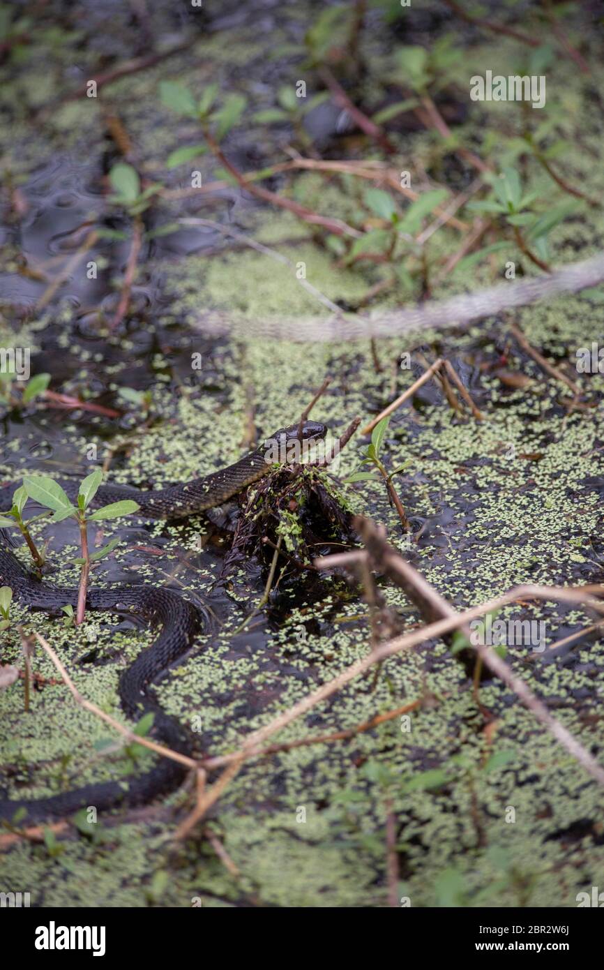 Yellow-bellied water snake swimming in bayou Stock Photo - Alamy