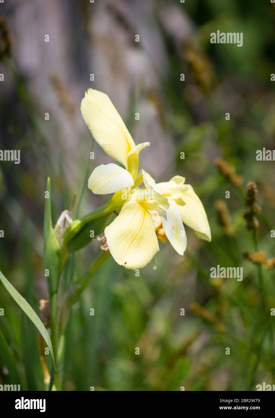 Close-up of a pretty, yellow swamp flower Stock Photo - Alamy