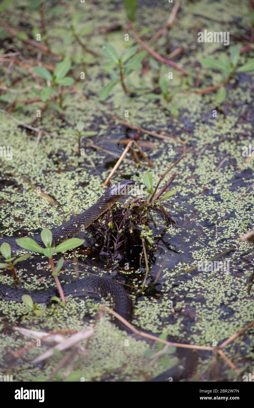 Yellow-bellied water snake swimming in bayou Stock Photo - Alamy