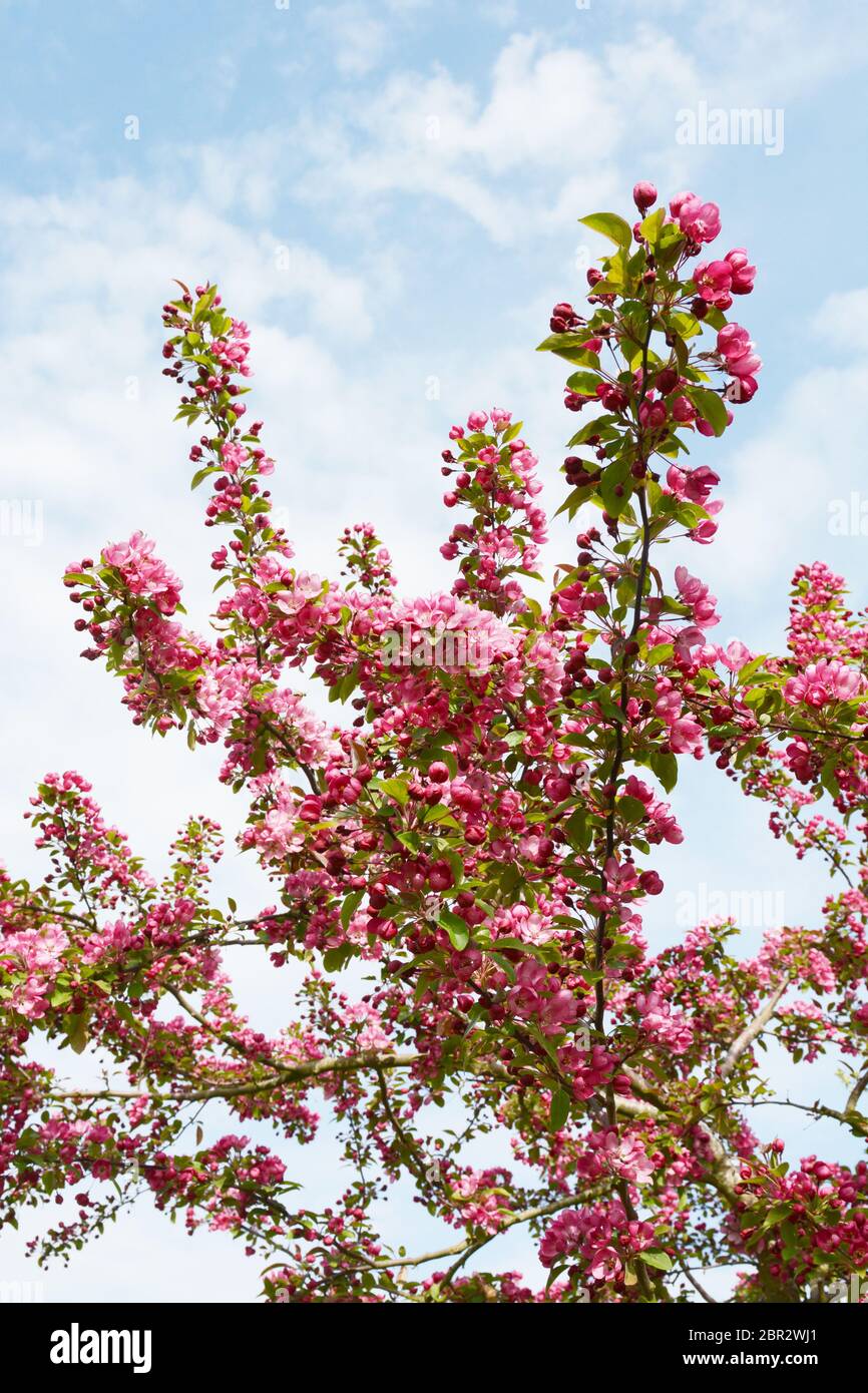 Long branches of a Malus Indian Magic crab apple tree covered in a pretty pink blossom against a ...