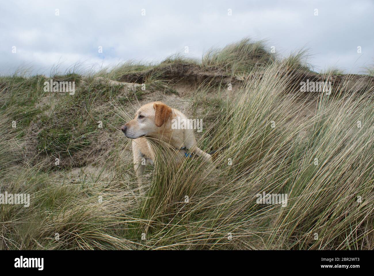 Labrador dog standing in windswept long grass Stock Photo - Alamy
