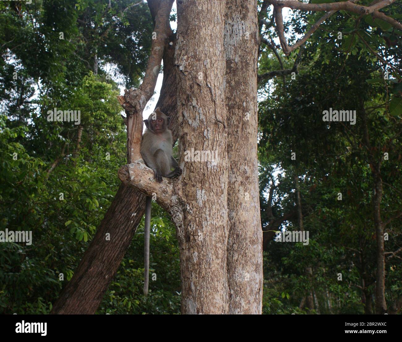 Monkey sitting in a tree on Langkawi Island, Malaysia Stock Photo - Alamy