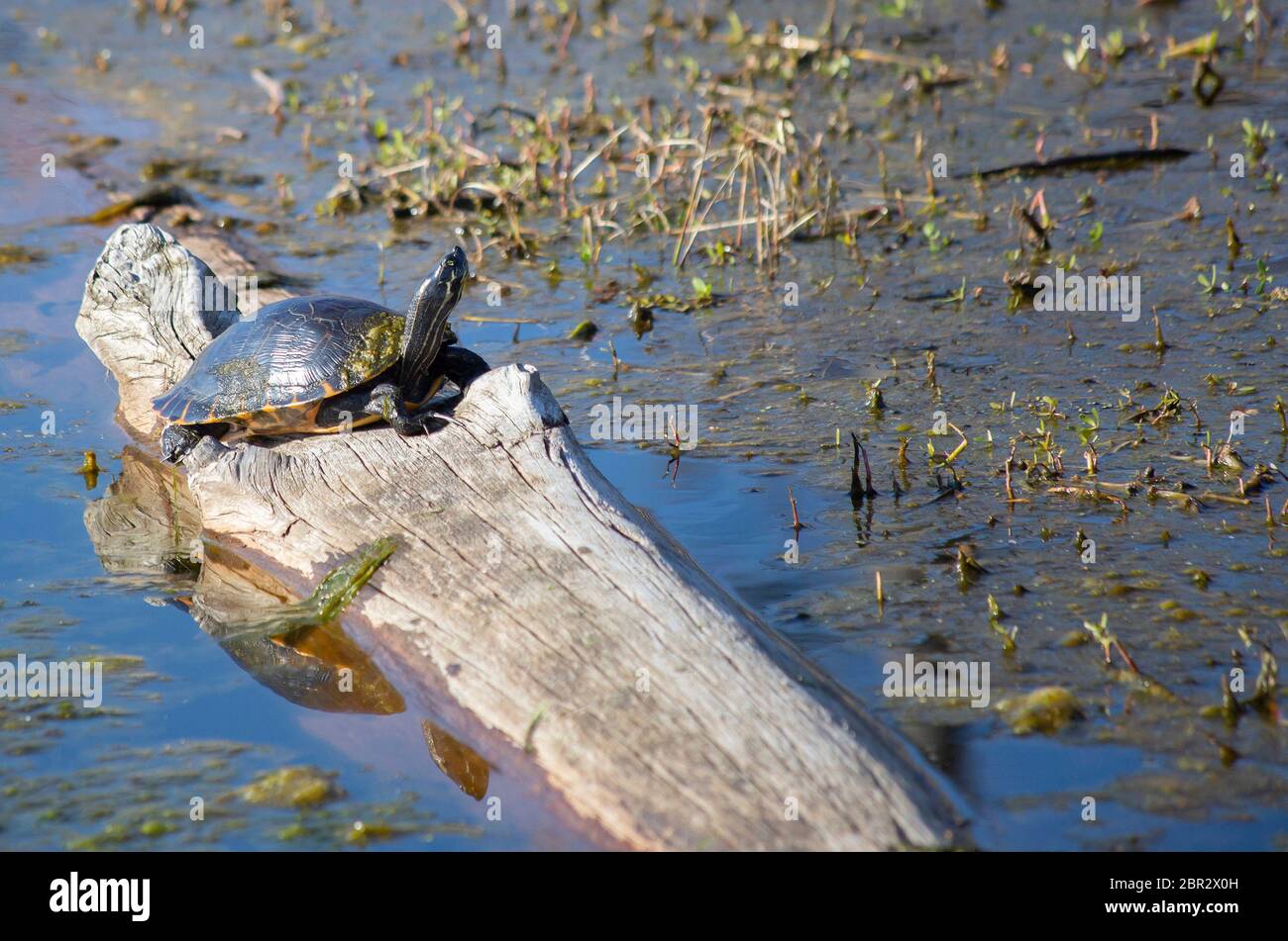 River cooter turtle (Pseudemys concinna) on a log in a swamp Stock ...