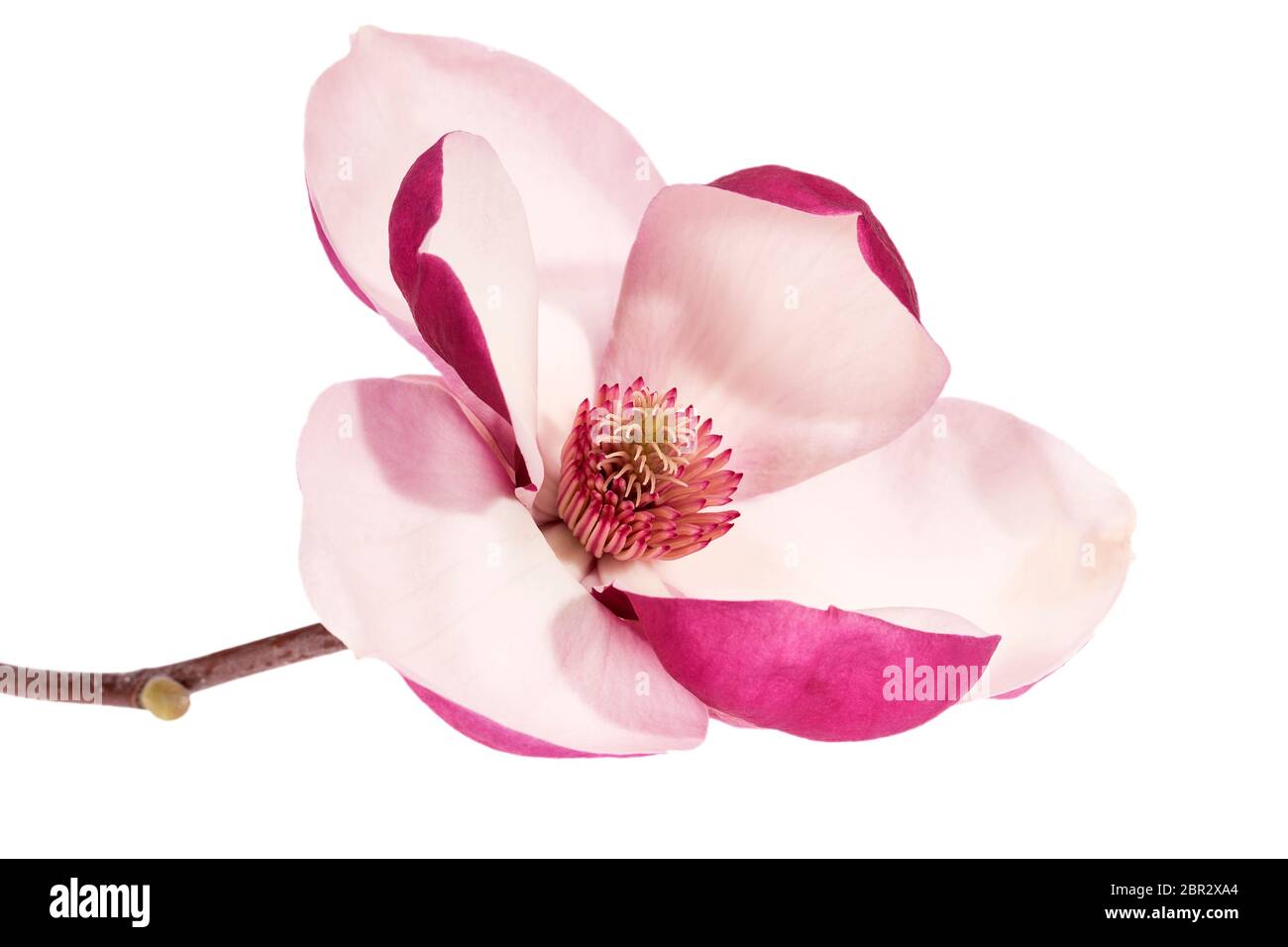 Single flower of pink magnolia isolated on white background, close up ...