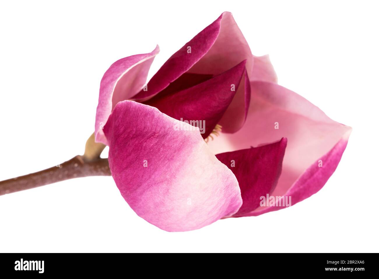 Single flower of pink magnolia isolated on white background, close up ...