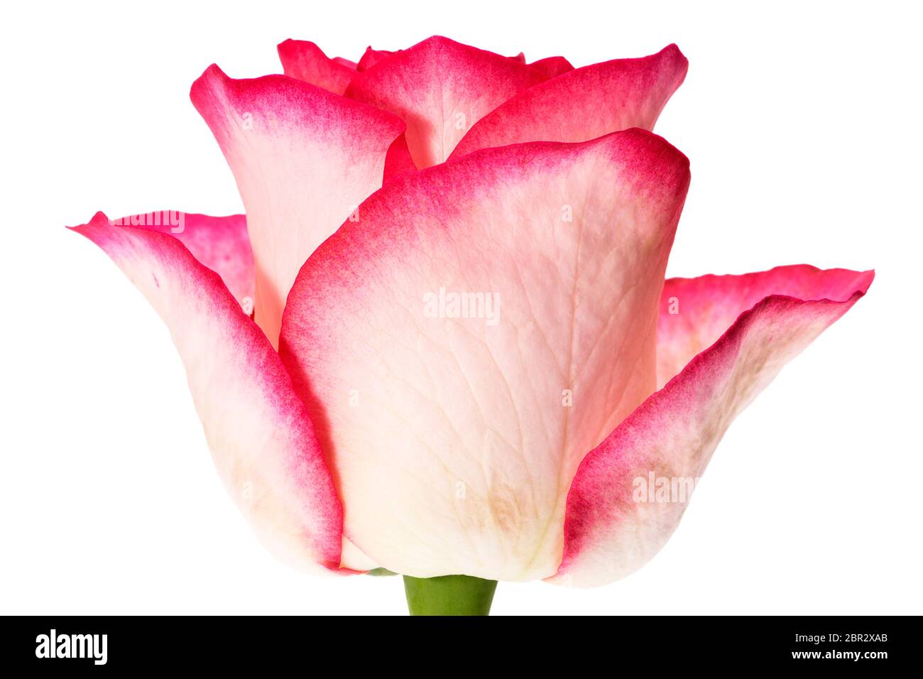 Single flower of rose isolated on black background, close up Stock ...