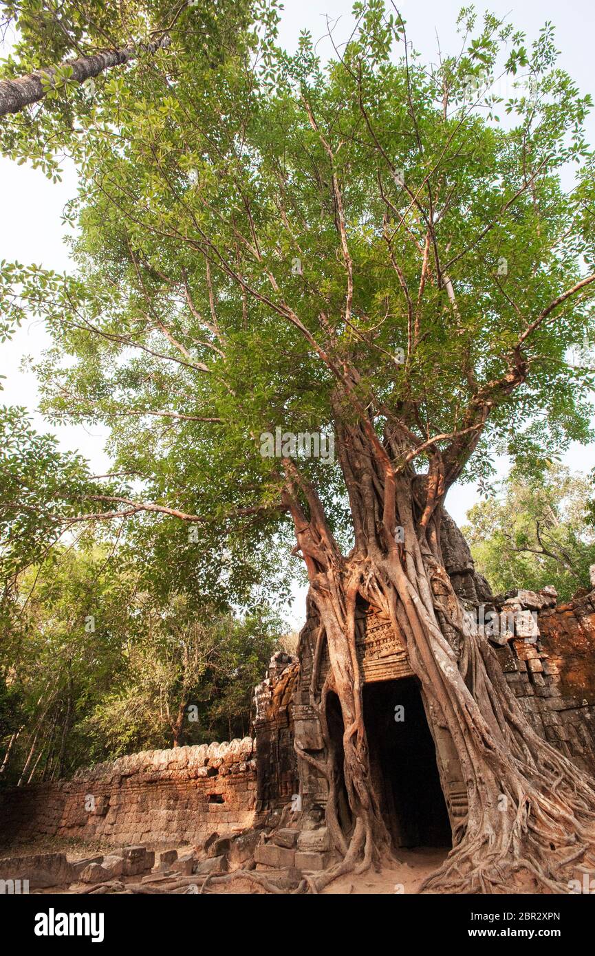A Strangler Fig tree covers the Ta Som Temple entrance Tower. Angkor ...