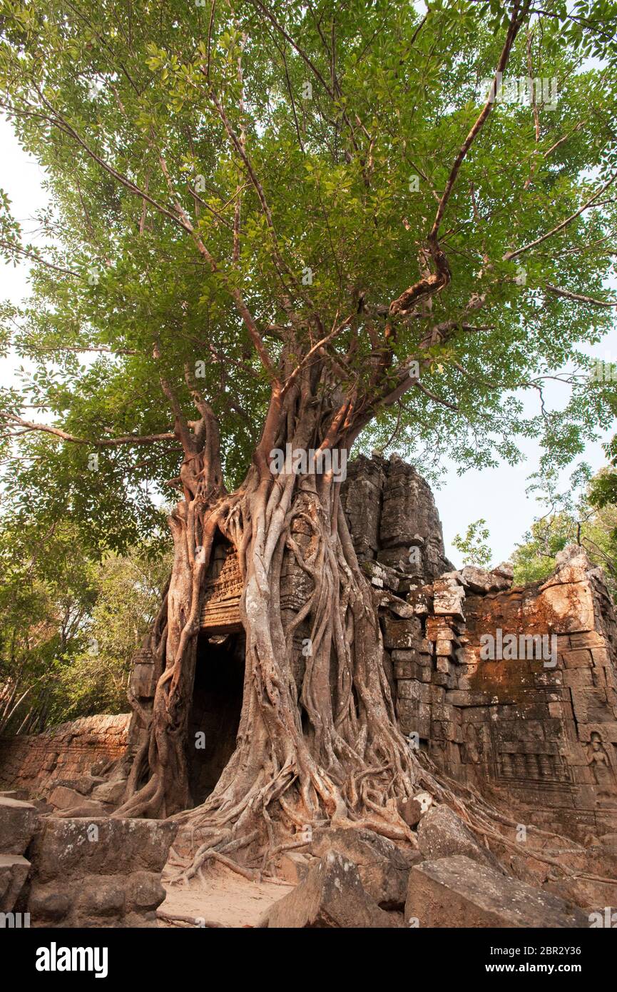 A Strangler Fig tree covers the Ta Som Temple entrance Tower. Angkor ...