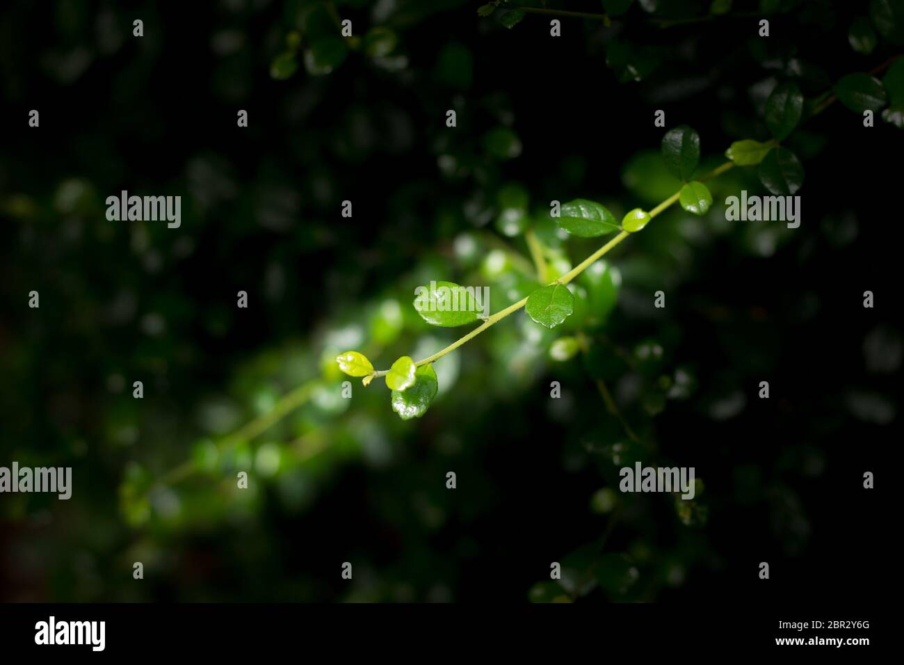Golden dew drop duranta repens hi-res stock photography and images - Alamy